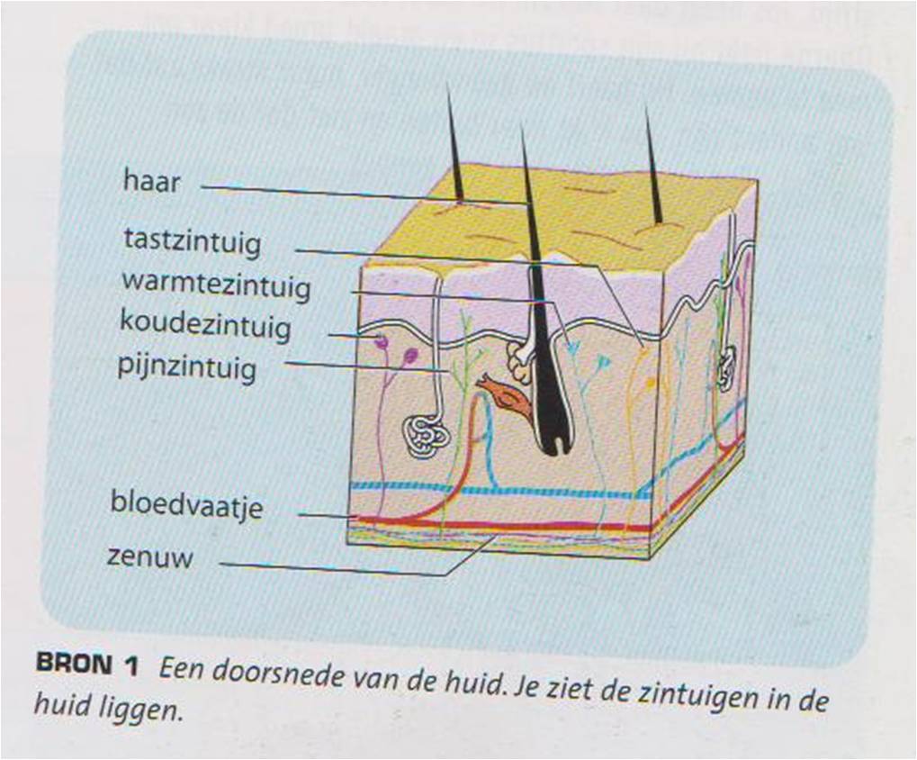 hoofdstuk 3: Waarnemen
