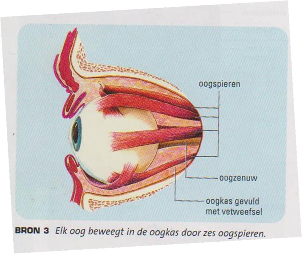 hoofdstuk 3: Waarnemen
